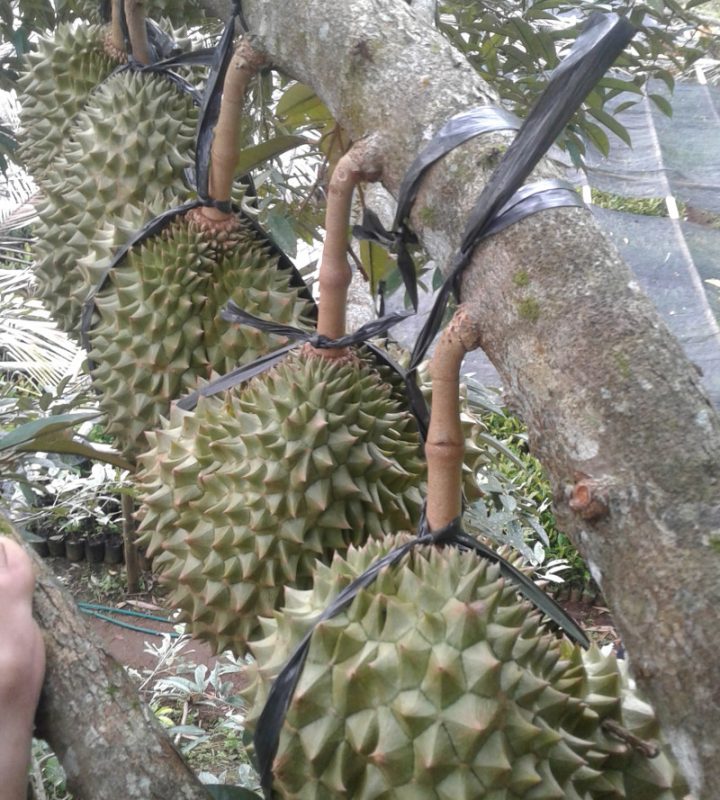 Bibit Durian Super | Pusat Penjualan Bibit Durian Super