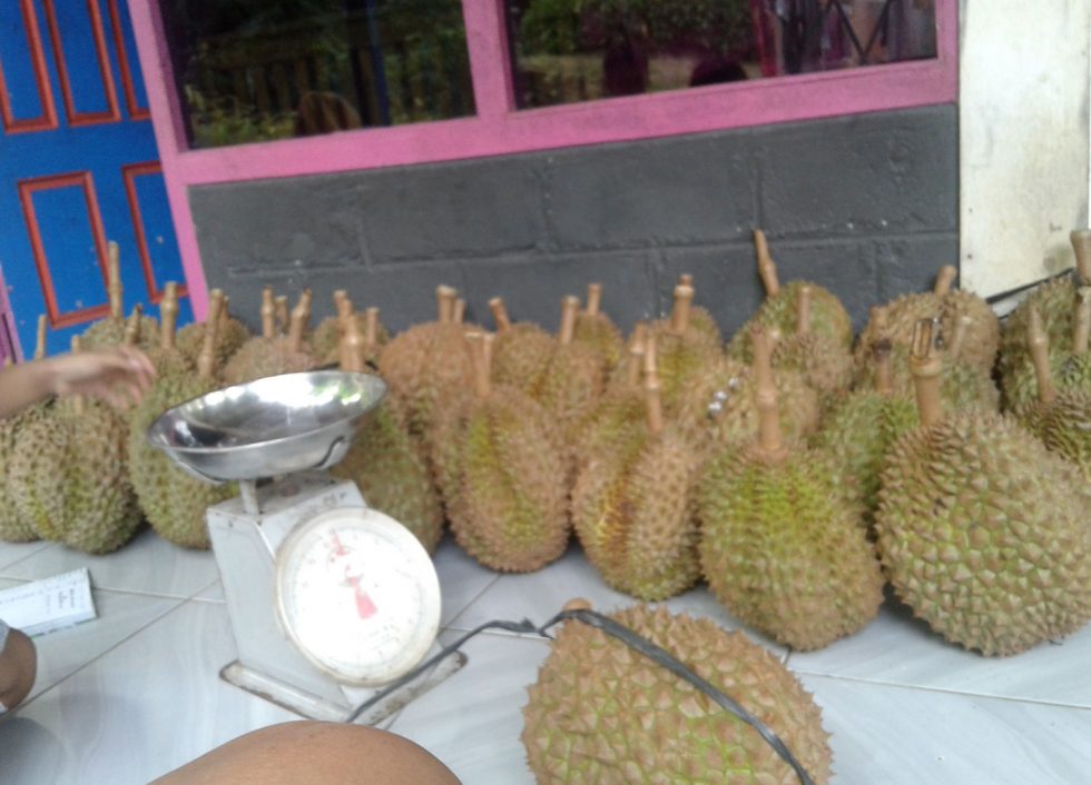 Panen Durian Super pasca panen serta Mutu dan cara Pengemasan