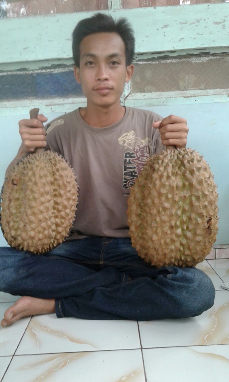 Seputar Durian Archives - Bibit Durian Super