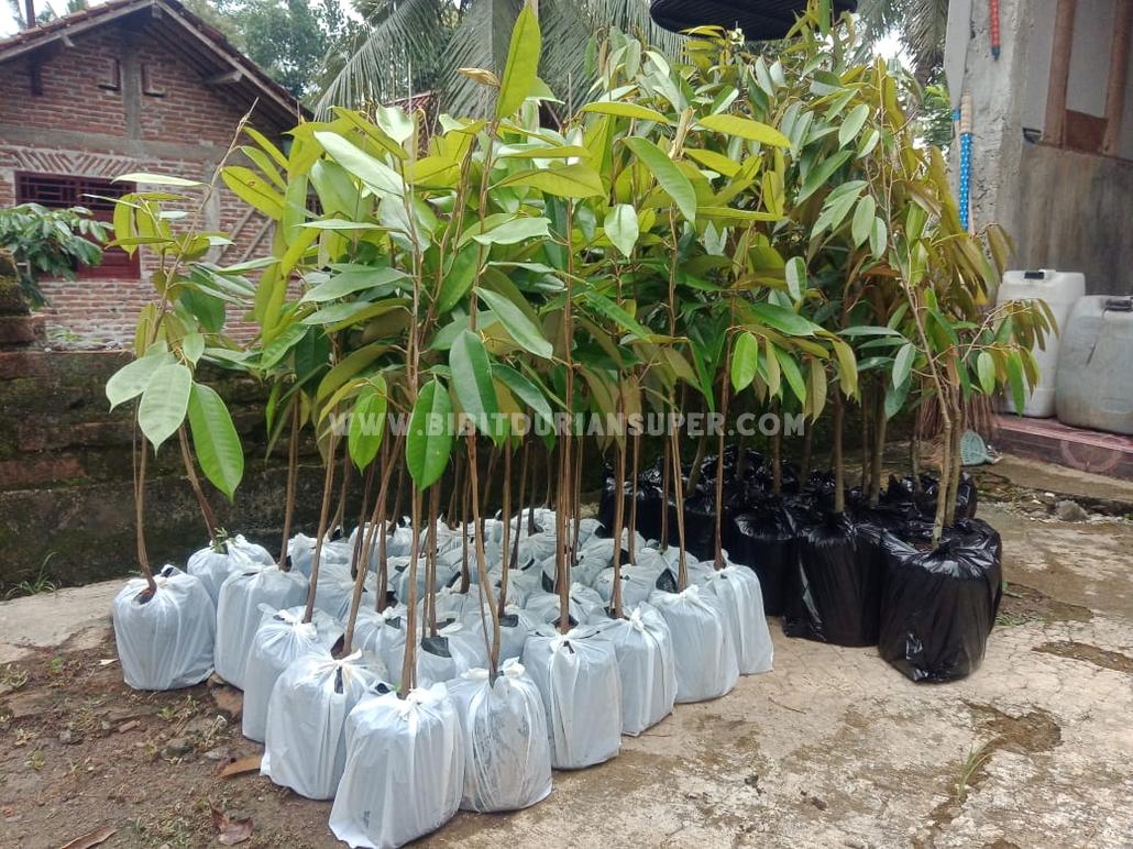 Bibit Durian Surabaya Jawa Timur berasal dari Pusat Bibit Banyumas